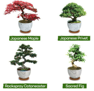 Home Grown Bonsai Grow Kit In 4 Varieties - Gardening WOW
